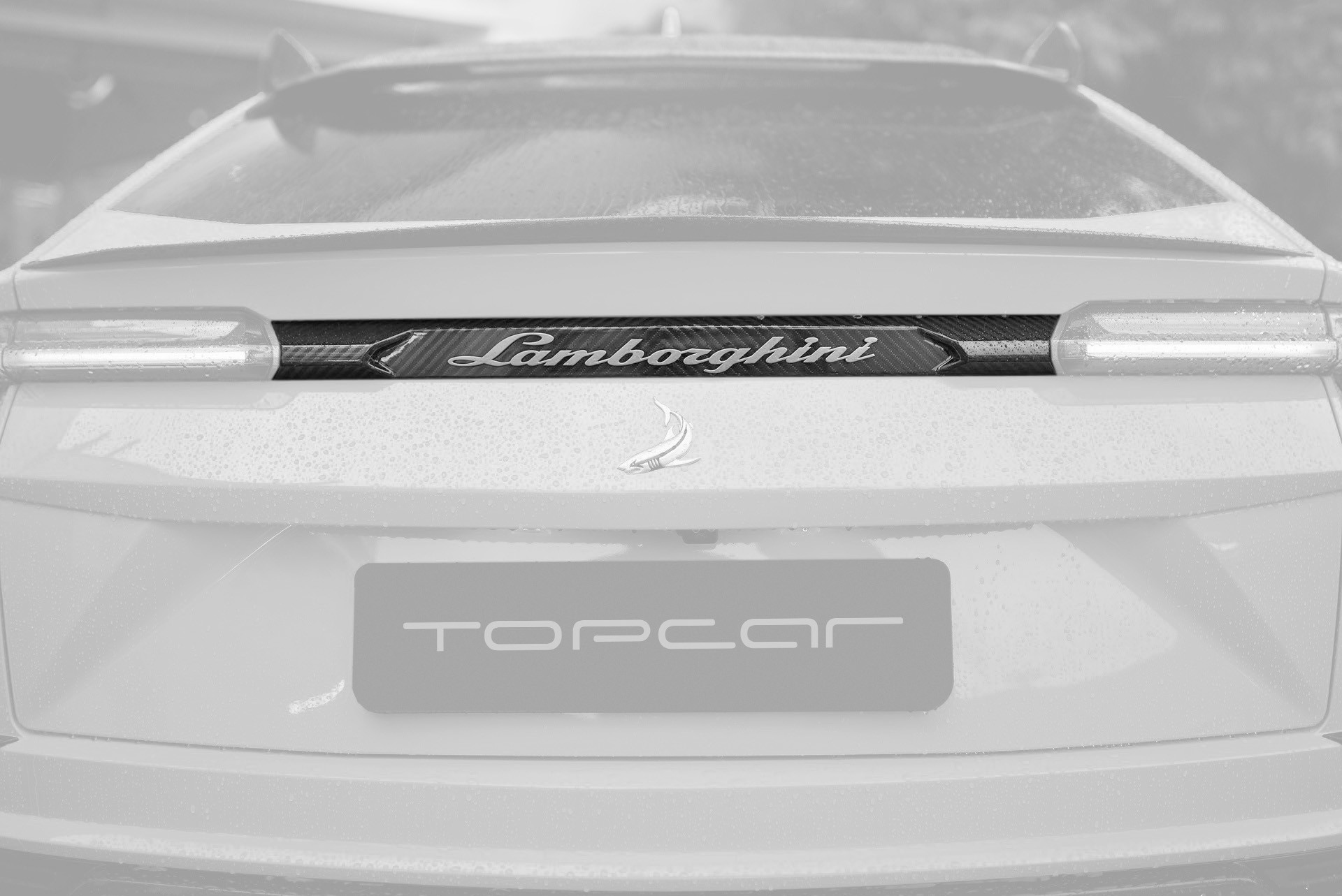 Lamborghini Plate, 1 Pc, Visible Carbon Fiber Buy with delivery ...